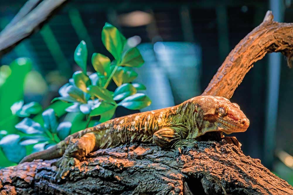 Leachianus Gecko(New Caledonian Giant Gecko): Care Sheet & Species ...