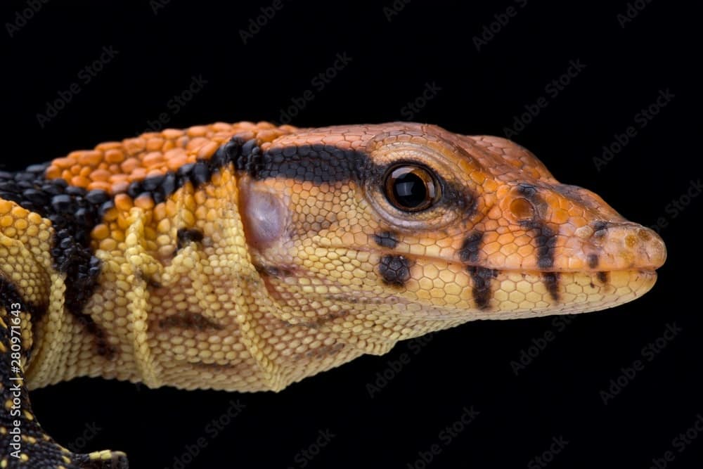 Dumeril's Monitor Feeding Guide: A Comprehensive Approach to Proper ...