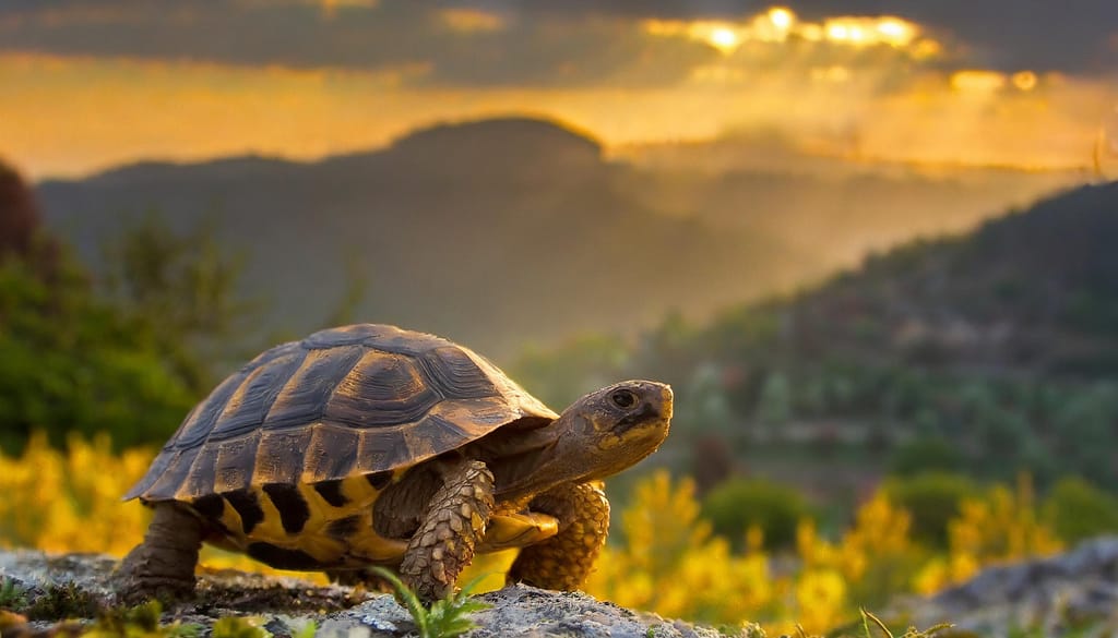 How to Care for a Greek Tortoise: Everything You Need to Know - Blue ...