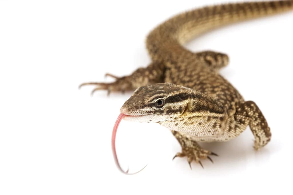 The Ultimate Ackie Monitor Feeding Guide 2023 - Blue Reptile