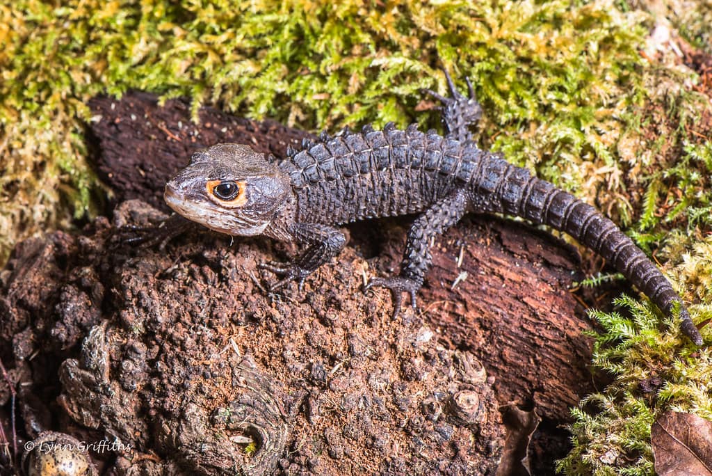 Red-Eyed Crocodile Skink Feeding: A Comprehensive Guide - Blue Reptile