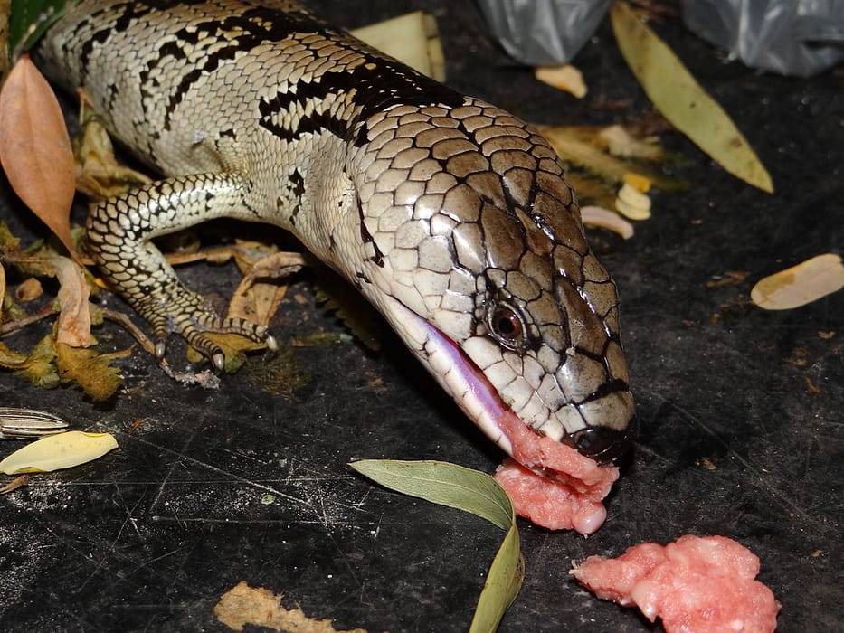 Pink Tongue Skink Care: A Comprehensive Guide for Beginners and ...
