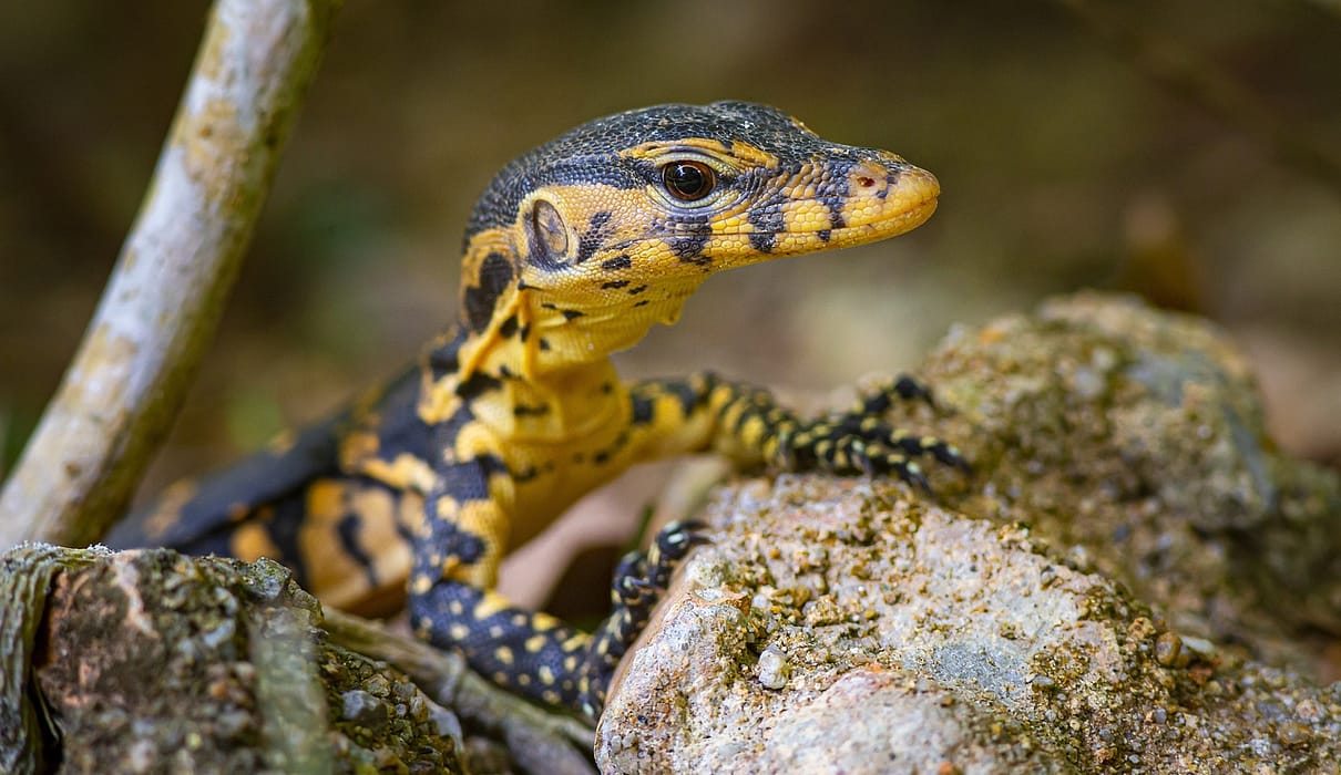 Asian Water Monitor Feeding Guide: Comprehensive Care and Nutritional ...