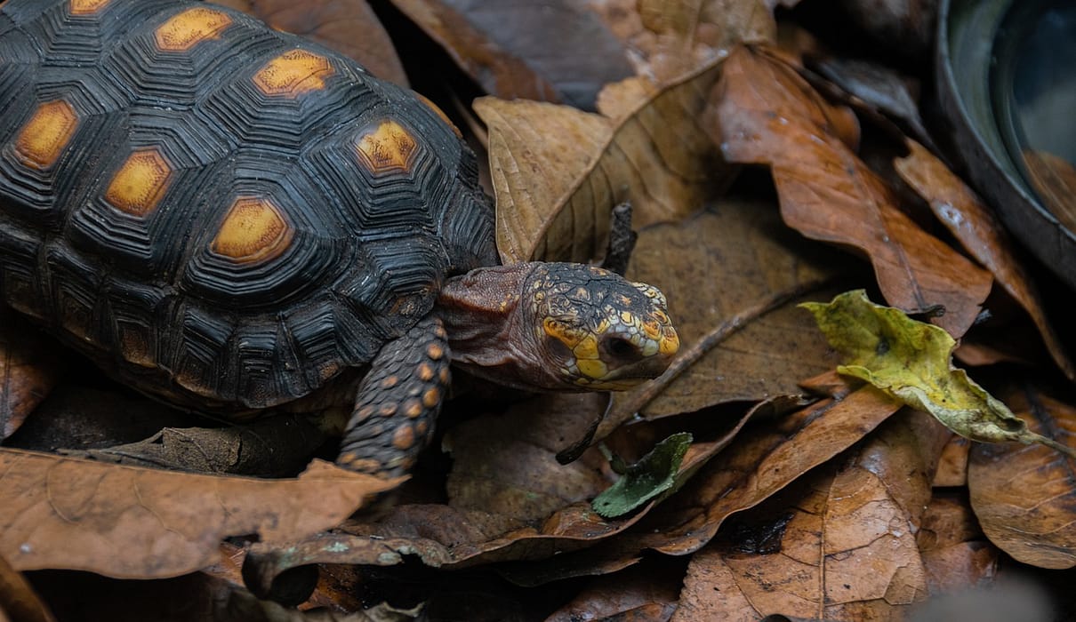 Typical Illnesses of Pet Tortoises - Blue Reptile