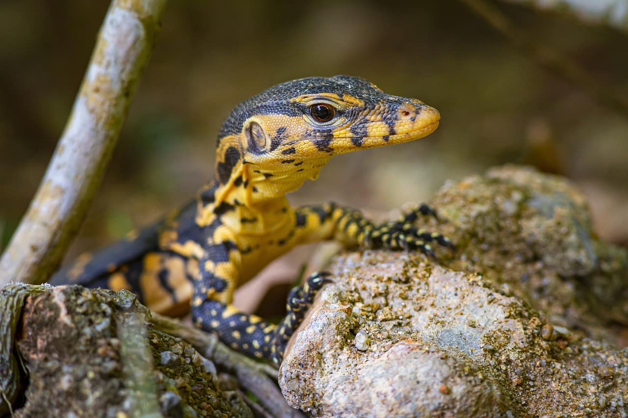 Asian Water Monitor Feeding Guide: Comprehensive Care and Nutritional ...