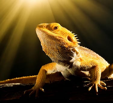 Timor Monitor(Spotted Tree Monitor) Care Sheet & Species Profile ...