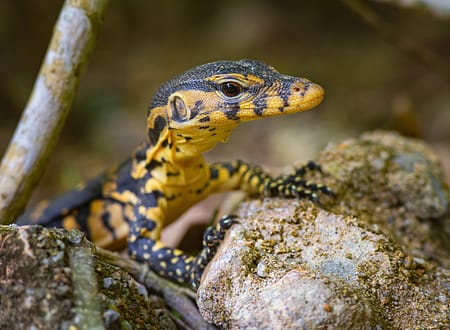Asian Water Monitor - Blue Reptile