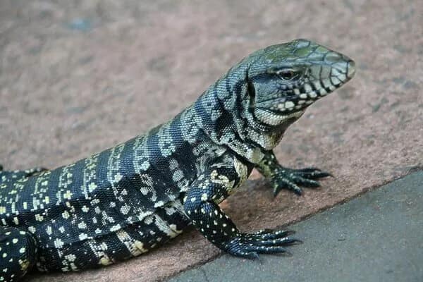 The Ultimate Tegu Feeding Guide and Feeding Chart - Blue Reptile