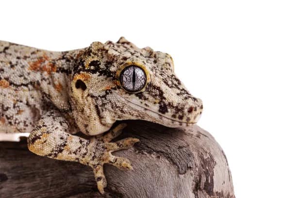 The Ultimate Gargoyle Gecko Feeding Guide 2023 - Blue Reptile