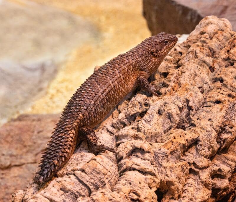 Gidgee Skink Care Sheet & Species Profile: Comprehensive Guide ...