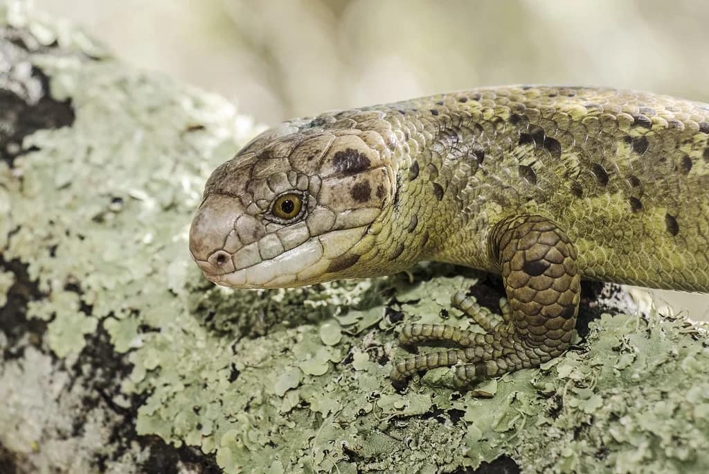 Solomon Islands Skink (Monkey-tailed or Prehensile-tailed Skink) Care ...