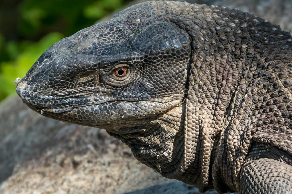Black-Throated Monitor Feeding: A Comprehensive Guide - Blue Reptile
