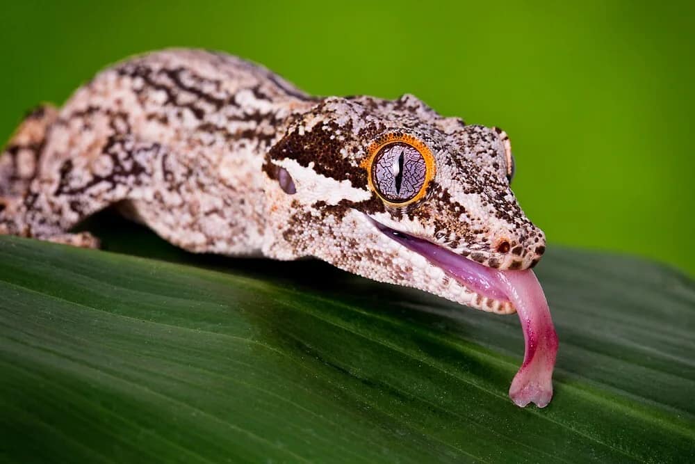 Gargoyle Gecko: Care Sheet & Species Profile including Diet, Habitat ...