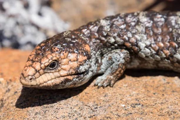 Shingleback Skink: Care Guide & Species Profile including Diet, Habitat ...