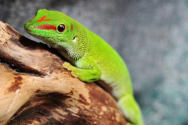 Giant Day Gecko Care: A Comprehensive Guide - Blue Reptile