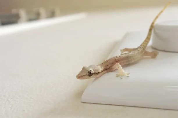 Mourning Gecko: Care Guide & Species Profile including Diet, Habitat ...