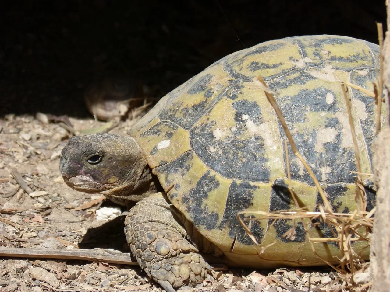 Russian Tortoise: Care Guide & Species Profile including Diet, Habitat ...
