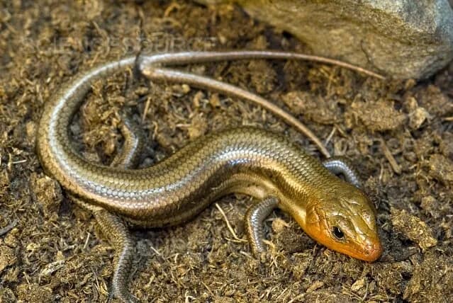 Broadhead Skink Care Sheet & Species Profile - Blue Reptile