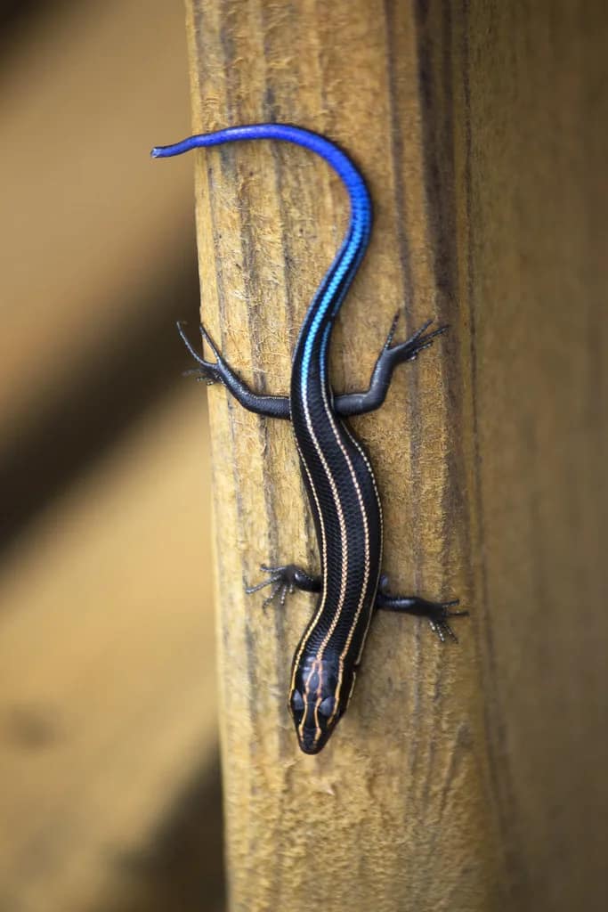 Blue Tailed Skink(Rainbow Skink) Care Sheet & Species Profile ...