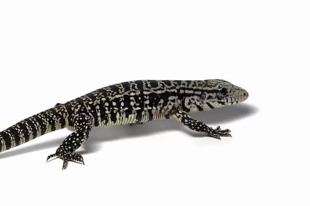 Tegu Lizard Species Profile and Caresheet: Everything You Need to Care ...