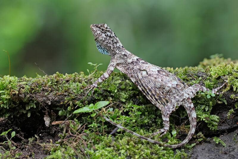 The Best Philippine Flying Dragon Care Guide: Diet, Tank Setup & More ...