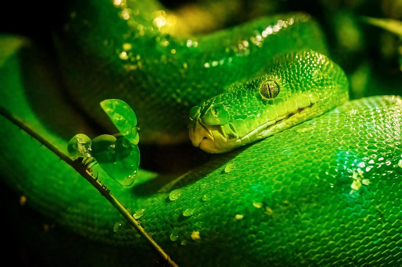 Green Tree Python(GPT): The Ultimate Care Guide & Species Profile ...
