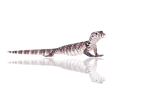 Timor Monitor Feeding Guide: A Comprehensive Approach to Their Diet and ...