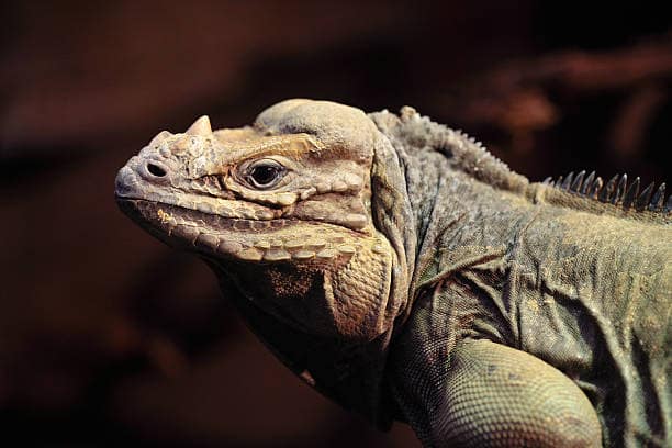 The Ultimate Rhino Iguana Care Guide - Blue Reptile