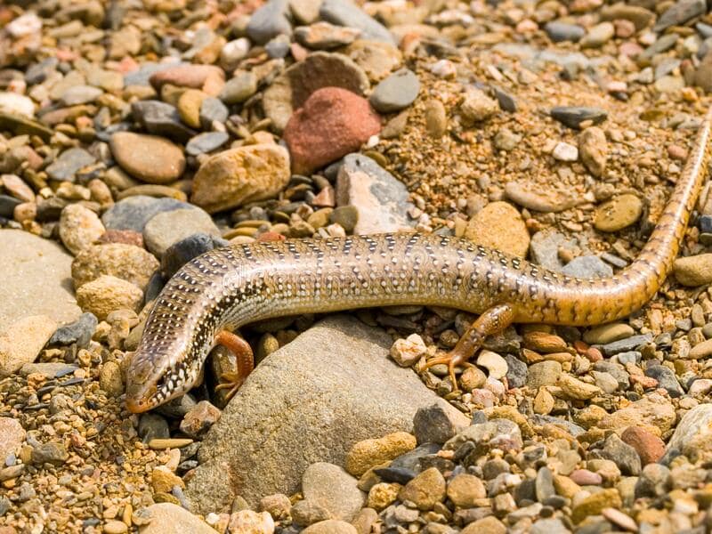 Ocellated Skink Care Sheet & Species Profile: Comprehensive Guide ...