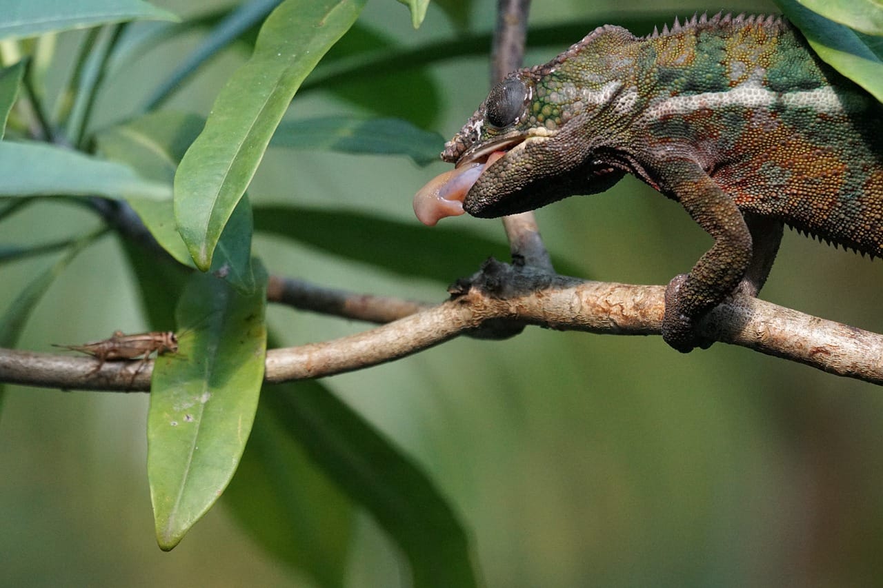 Panther Chameleon Feeding: A Comprehensive Guide - Blue Reptile