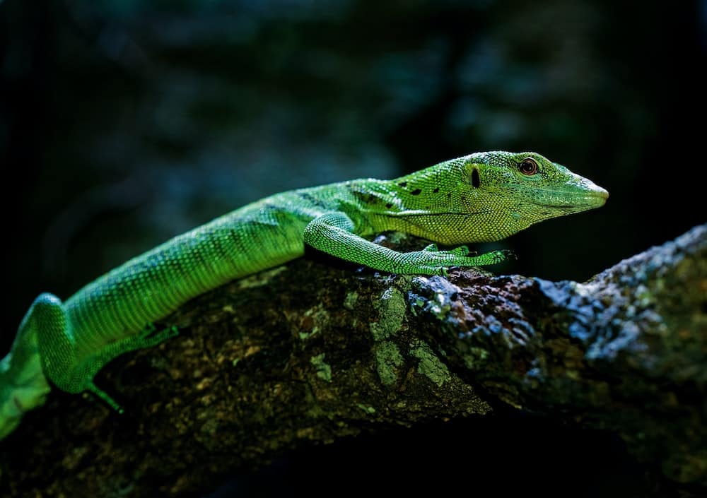 The Ultimate Green Tree Monitor Care Guide You Can Read in 5 minutes ...