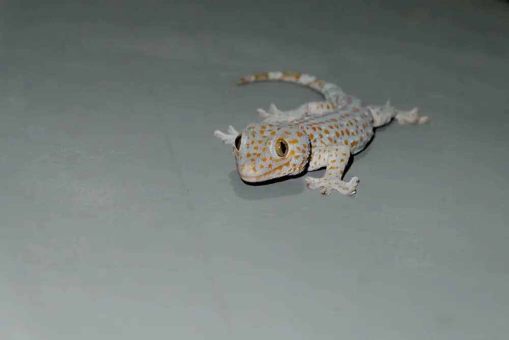 The Ultimate Tokay Gecko Care Sheet & Species Profile in 9 Steps - Blue ...