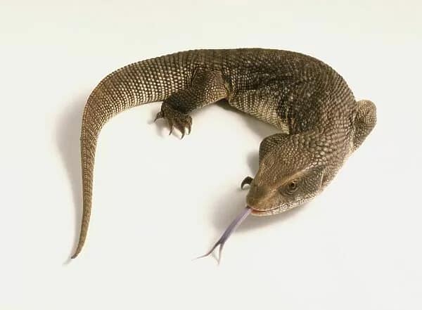 The Ultimate Savannah Monitor Feeding Guide : Diet & Supplement ...